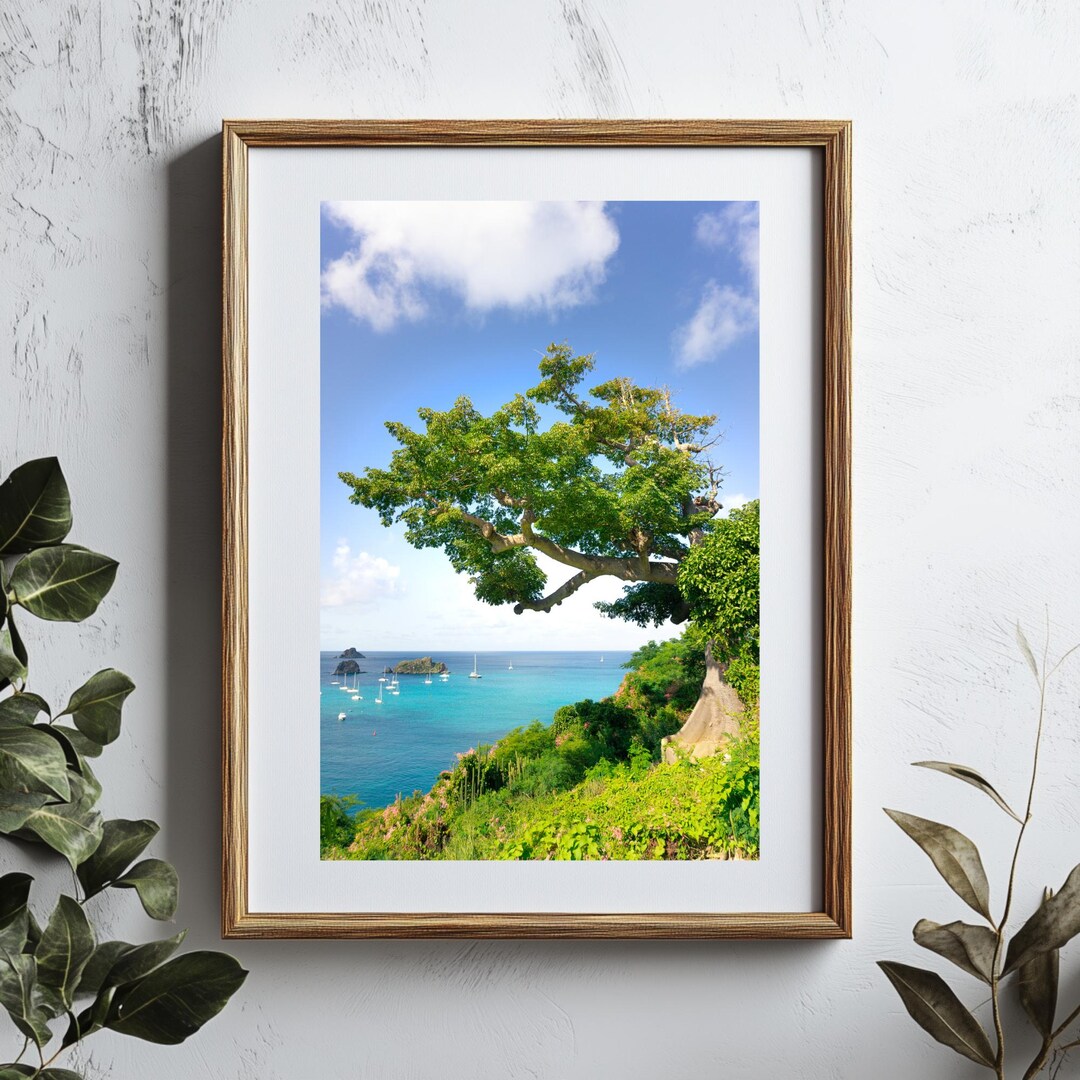 Gustavia Harbor Tree, St Barth | Saint Barthélemy Fine Art Prints ...