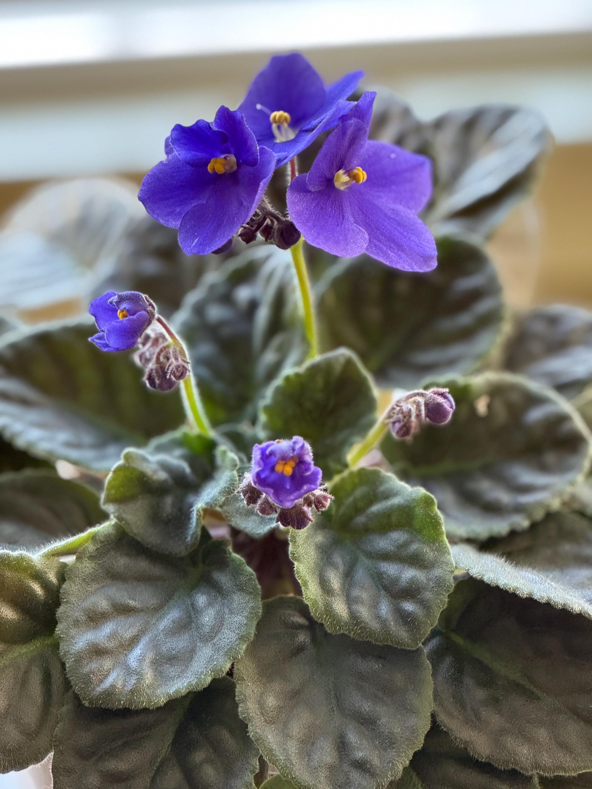 African Violet Plant Cuttings With Established Bare Roots - Perfect ...