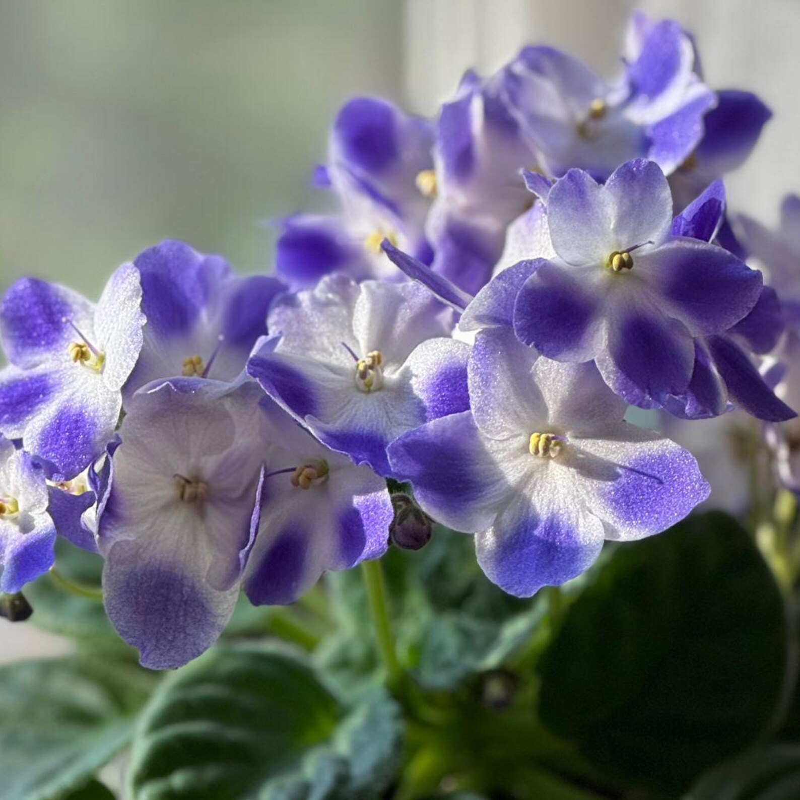 African Violet Leaf Cuttings. Fresh Cut, Three Cuttings From Different ...