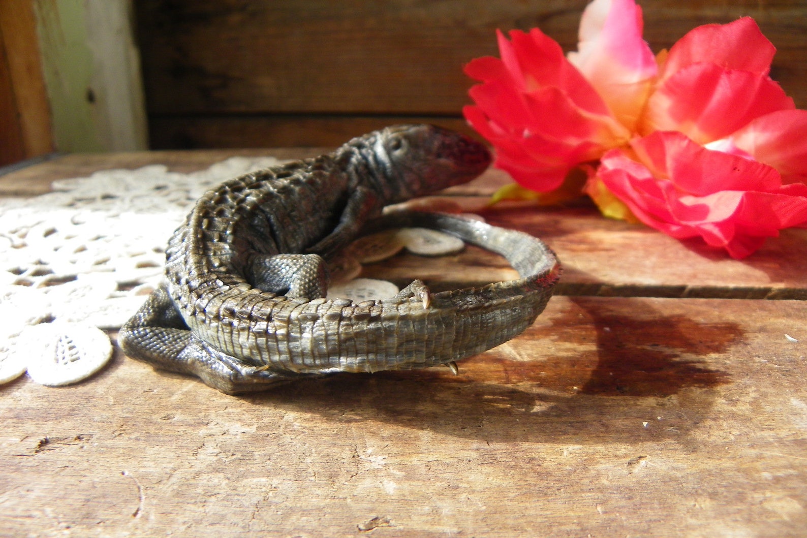 MATURE CONTENT: Small Baby Juvenile Water Tegu Caiman Lizard | Etsy