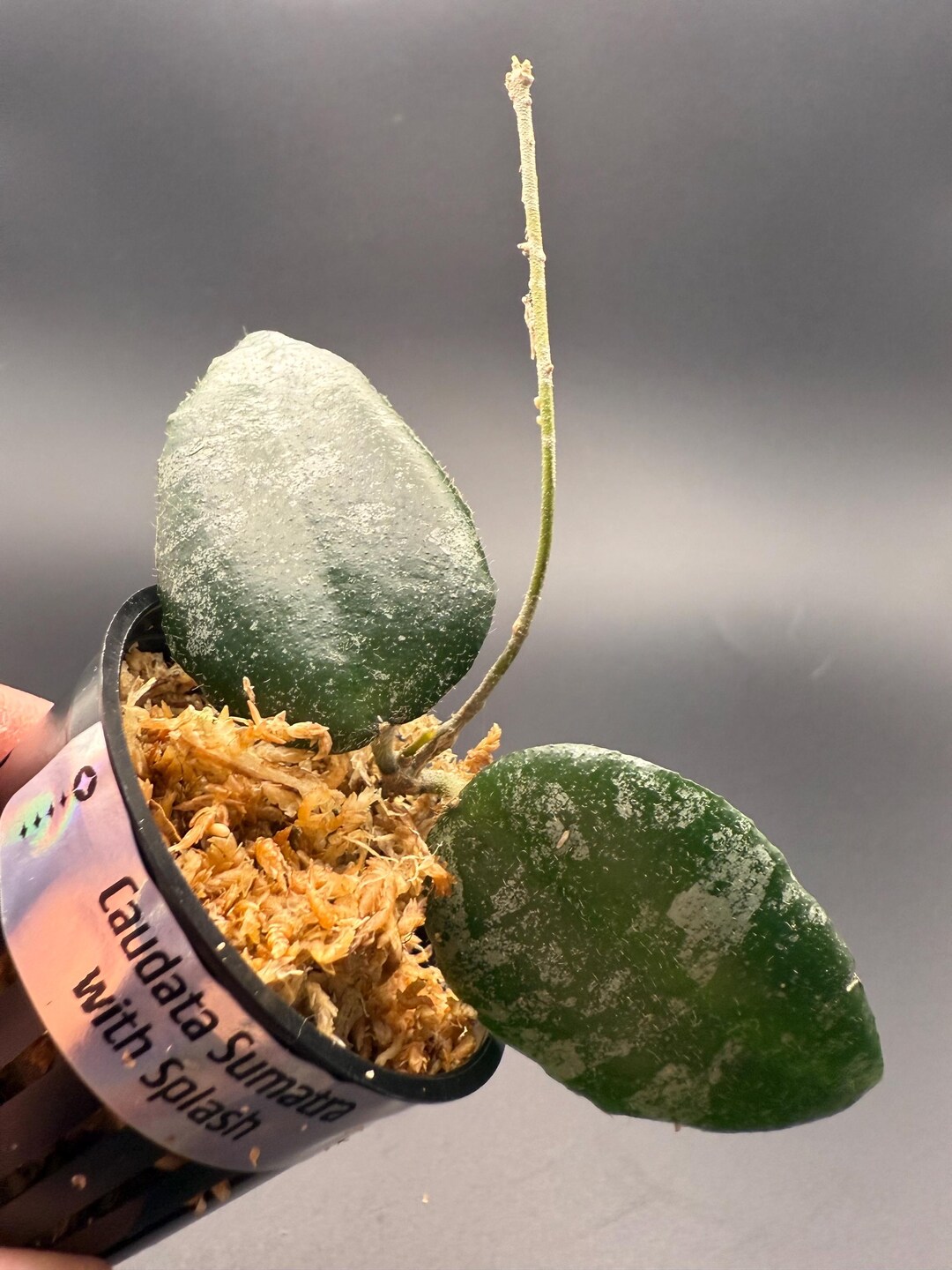 Hoya Caudata Sumatra With Splash - Etsy