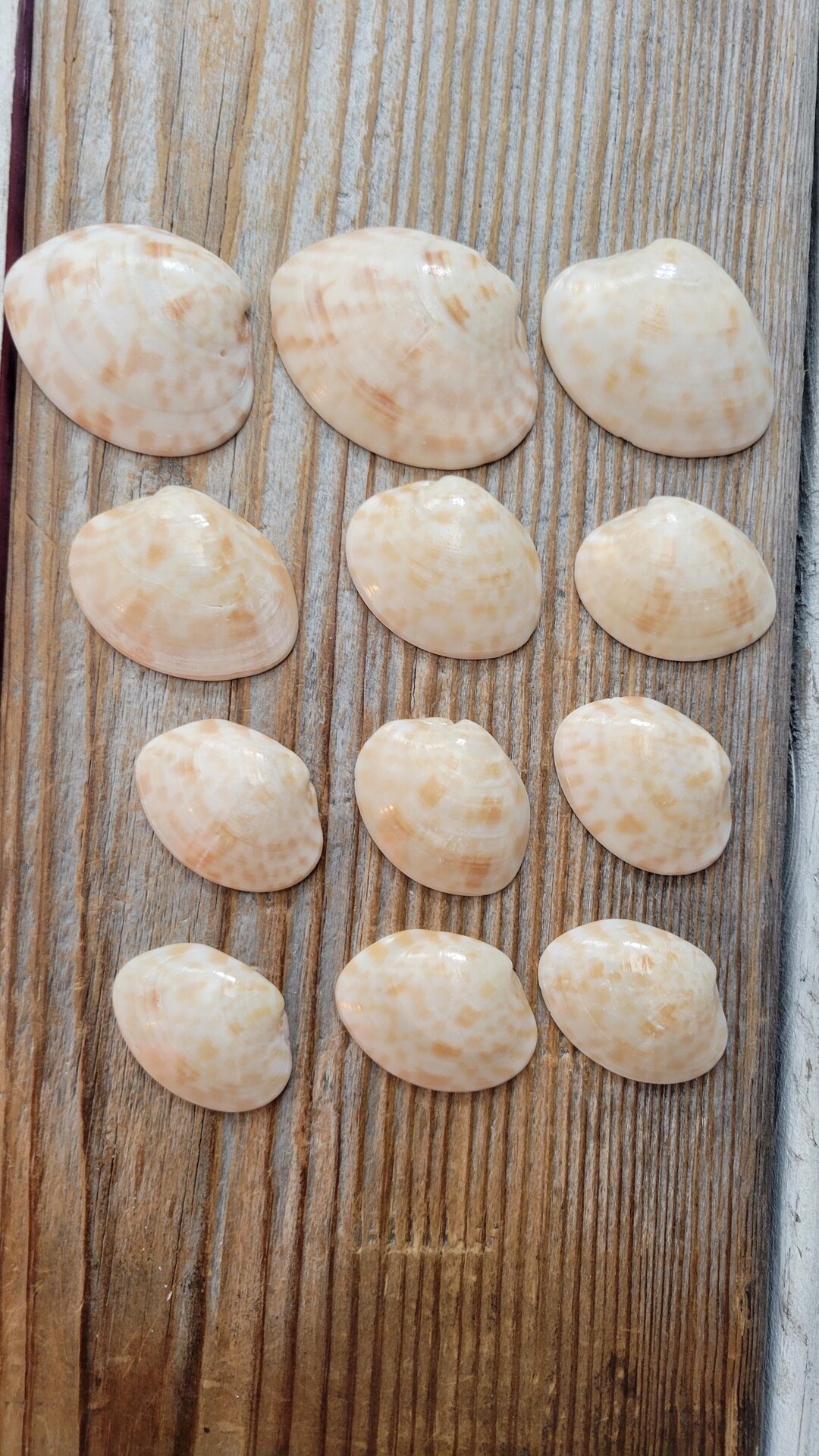 Calico Clam Shells Lot of 12 Gulf Coast Seashell Collection Beach Theme ...