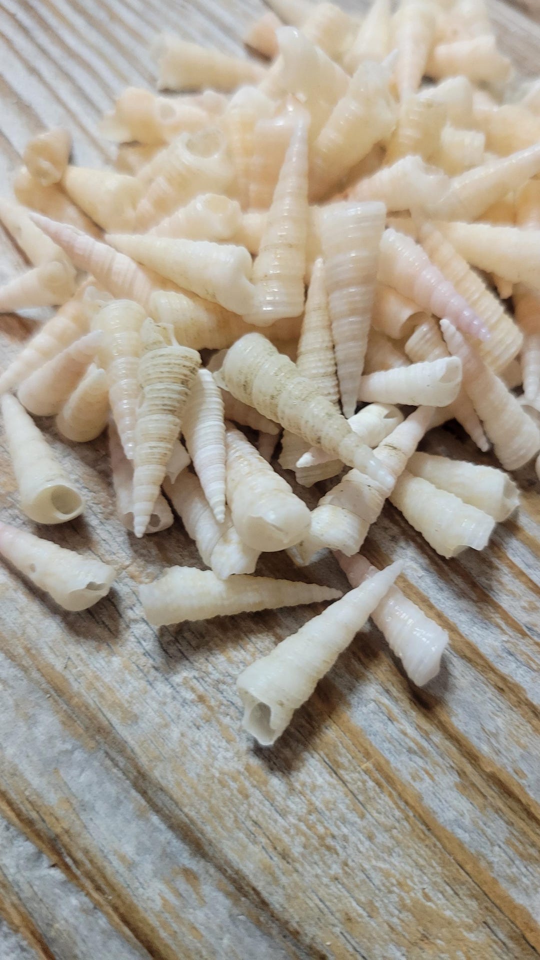 Lot of 100+ Miniature Turitella Corkscrew Shells Florida Gulf Coast ...