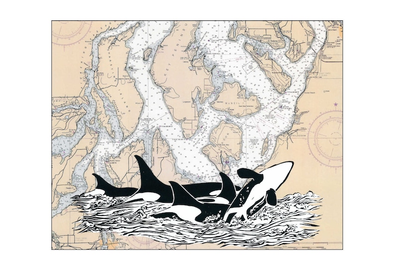 Card or Poster Orca Whale Sighting South Puget Sound SKU 135 - Etsy