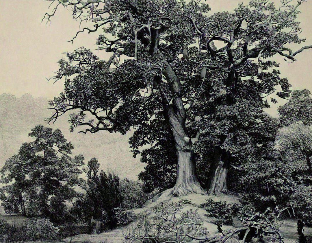 Vintage Oak Tree Drawing Print | Botanical Etching Wall Art, Monochrome ...