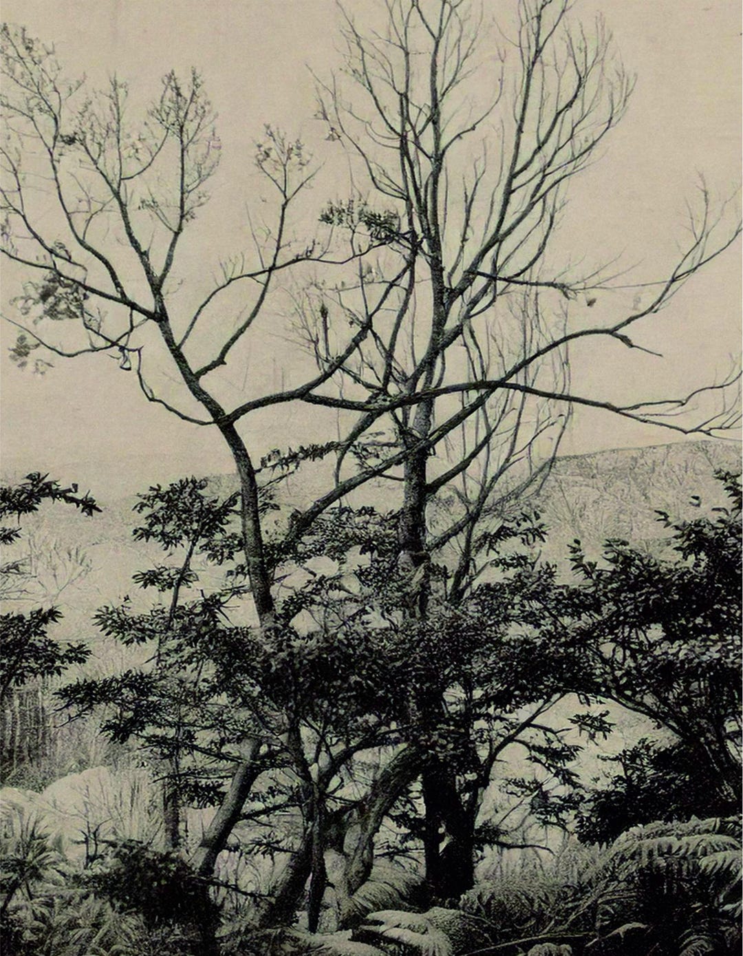Vintage Tree Sketch Digital Print | Natural History Illustration Wall ...