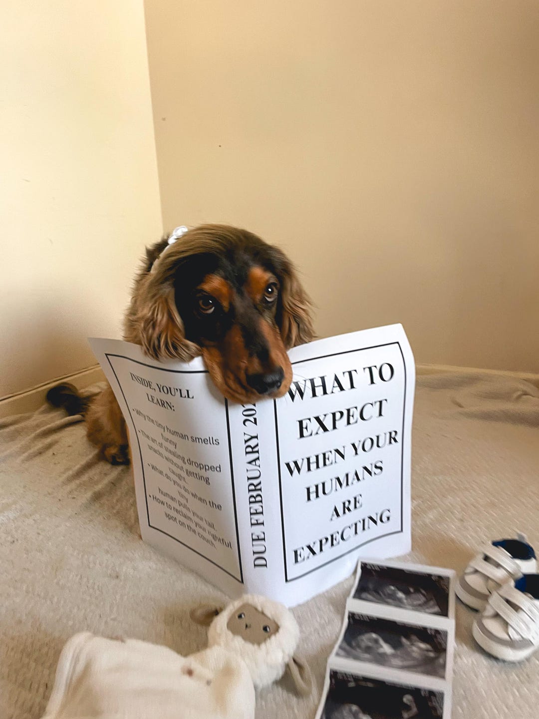 Custom Baby Announcement Book Cover for Pets | Personalized Pet Baby ...