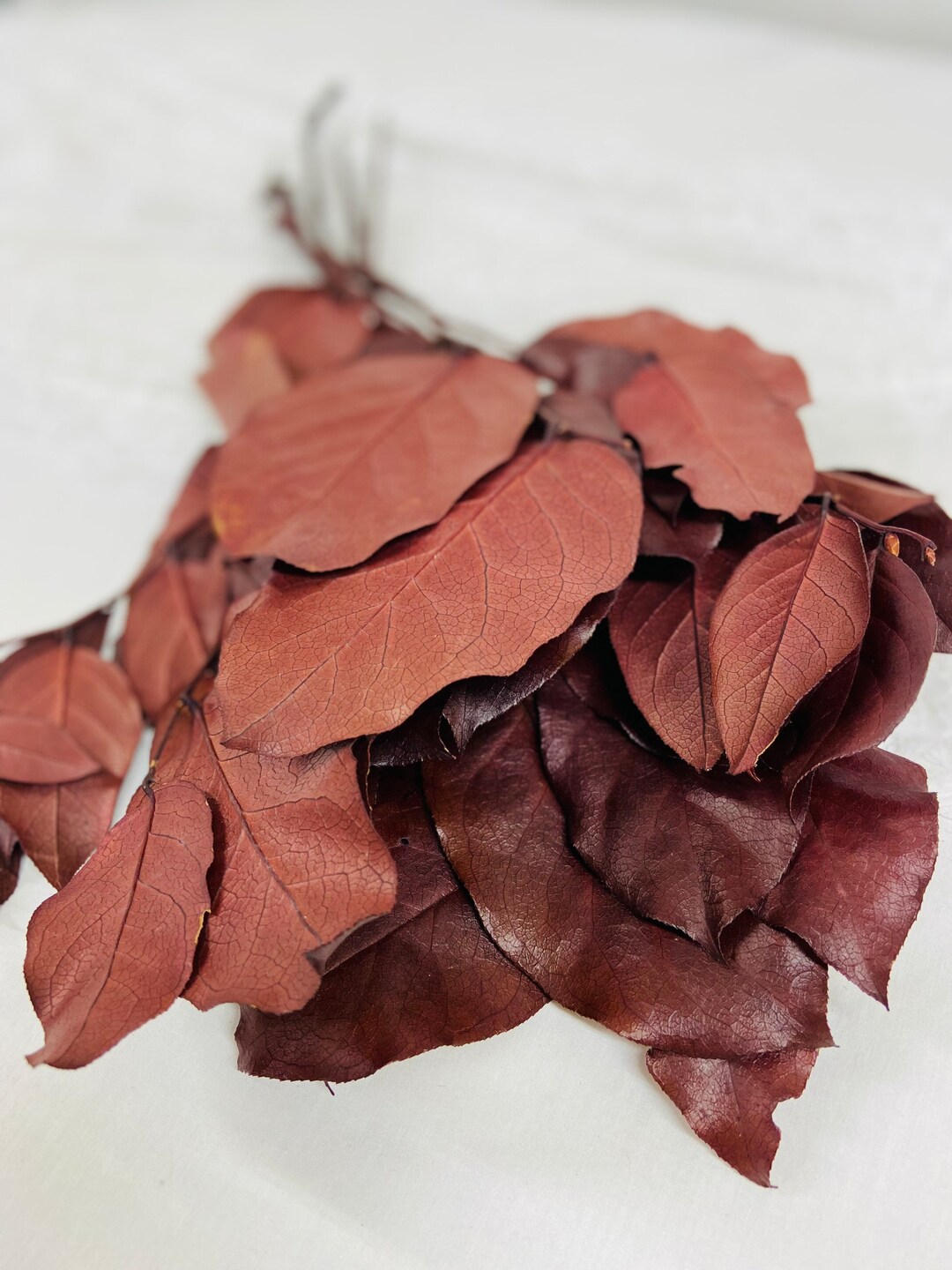 Preserved Salal Lemon Leaf Large Bunch, Home Decor | You Choose Color ...