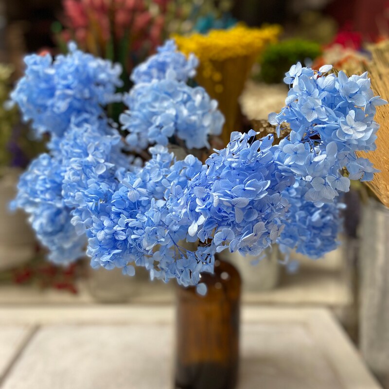 Preserved Hydrangea - Etsy