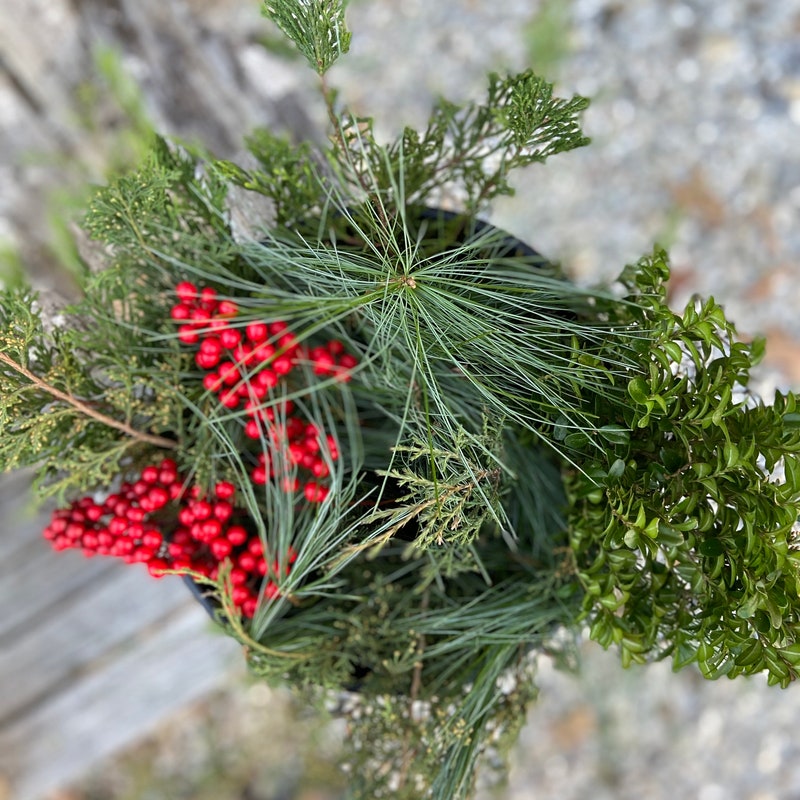 Fresh Evergreen Cuttings - Etsy