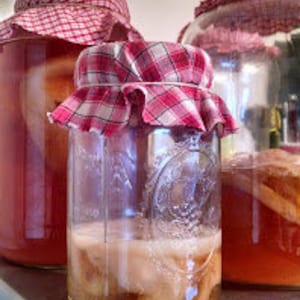 Kombucha Tea Scoby*mother*with Starter Tea-quart or Gallon - Etsy