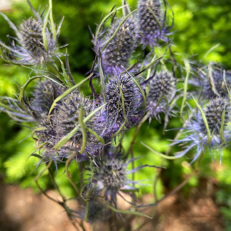 Blue Thistle - Etsy