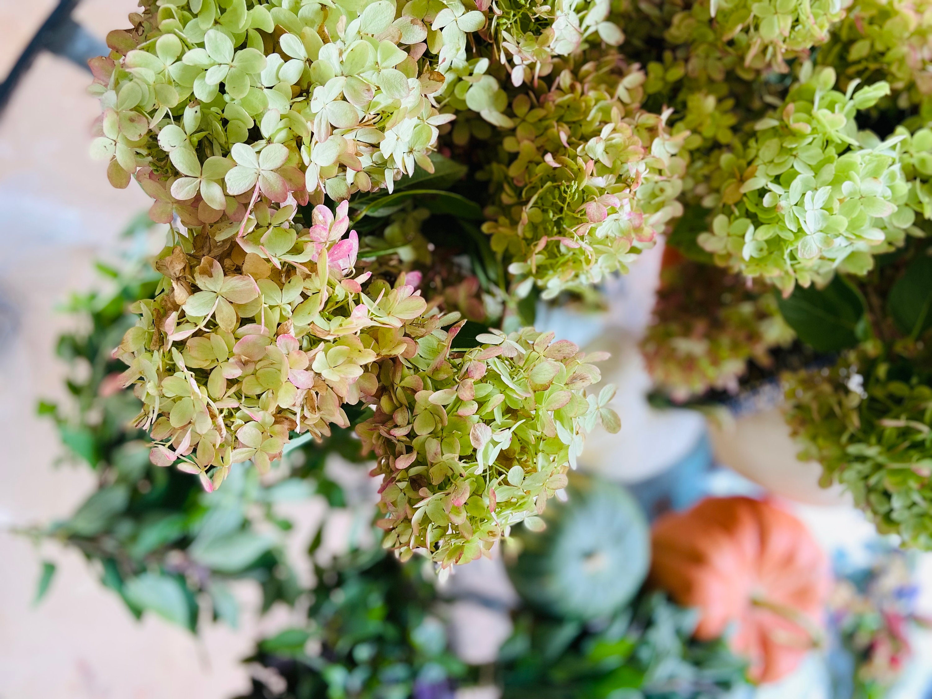 Dried Hydrangea Stems - Limelight Paniculata Small Size Blooms - Last ...