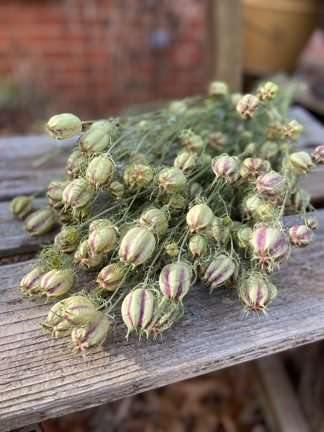 The Summer Harvest Collection: Dried Bundle Herbal Bundle - Striped ...