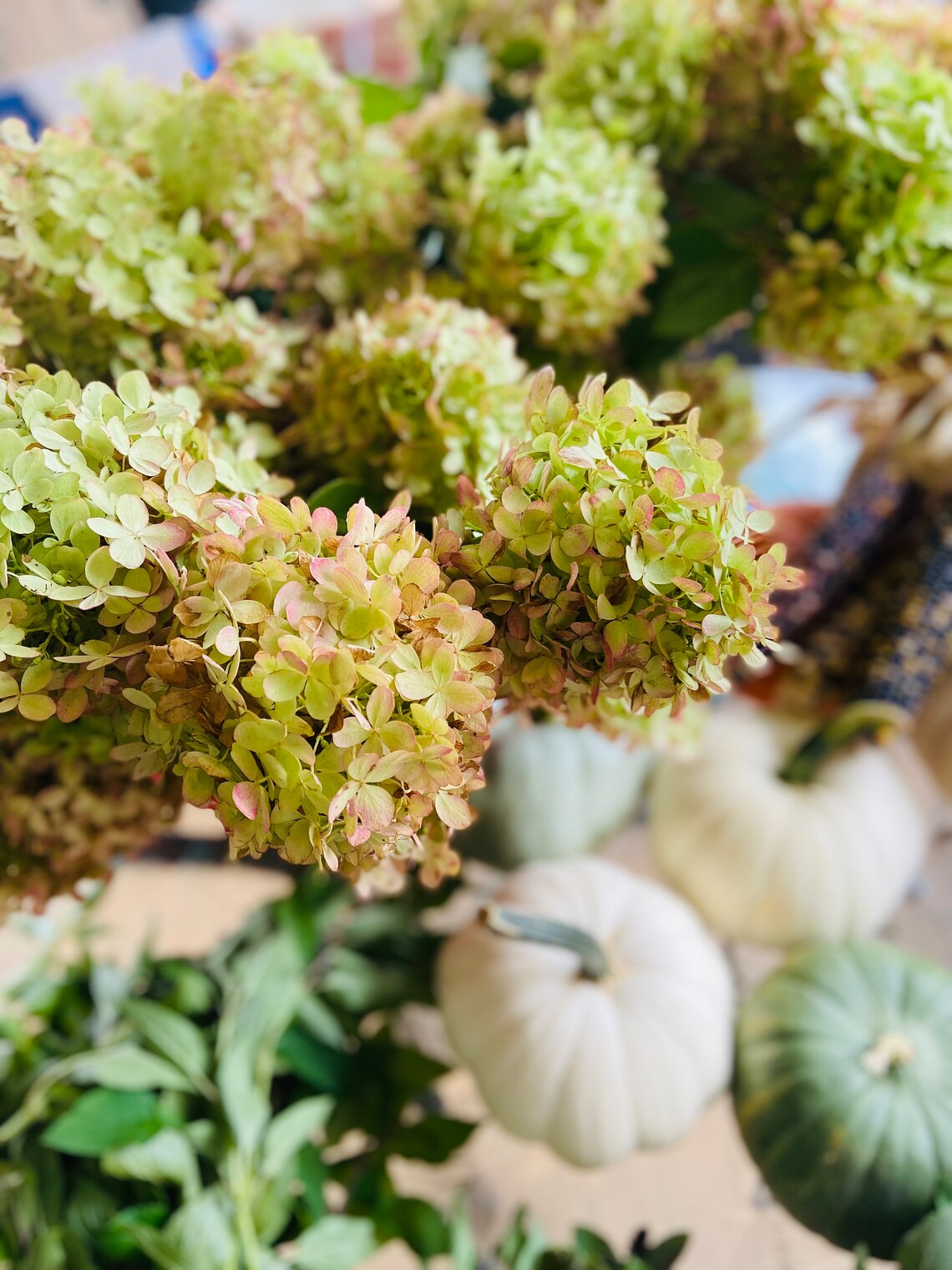 Dried Hydrangea Stems - Limelight Paniculata Small Size Blooms - Last ...