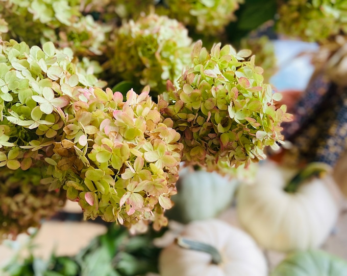 Dried Hydrangea Stems - Limelight Paniculata Small Size Blooms - Last ...