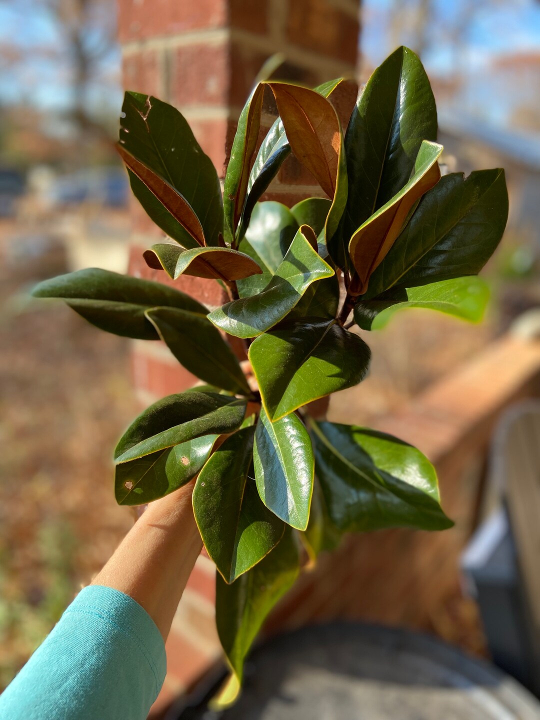 PREORDER: Fresh Cut Magnolia, Cuttings and Branches- From Amherst ...