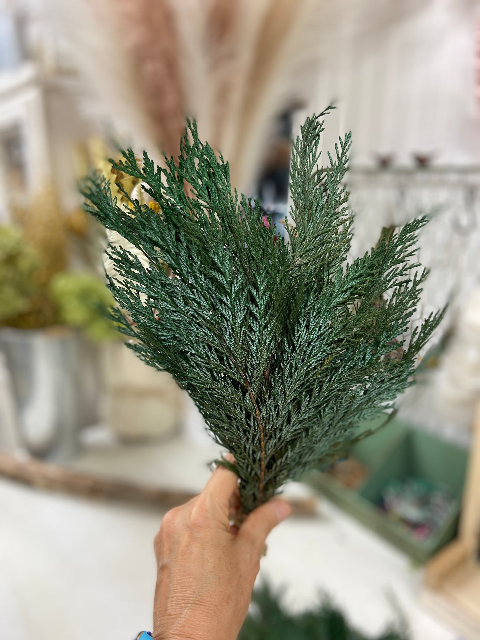 Small Bunch of Preserved Cedar - Etsy