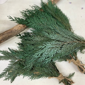 Preserved Cedar Bunches and Branches | Beautiful Seasonal Home Decor ...