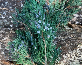 Preserved Juniper | Blueberry Juniper | Christmas | Aromatic Juniper-10 ...