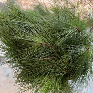 PREORDER: Fresh Cut White Pine, Cuttings and Branches- From Amherst ...