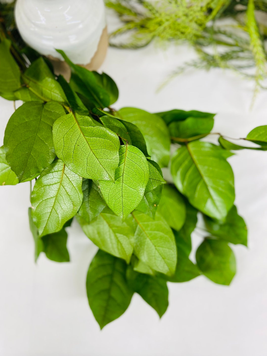 Preserved Salal Lemon Leaf Large Bunch, Home Decor You Choose Color - Etsy