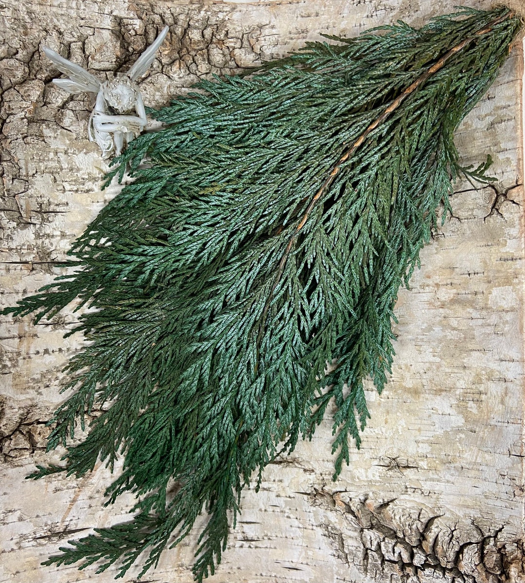 Preserved Cedar Bunches and Branches | Beautiful Seasonal Home Decor ...