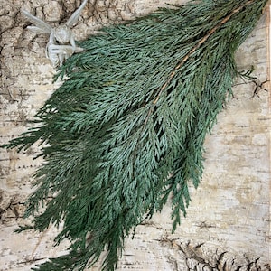 Small Bunch of Preserved Cedar - Etsy
