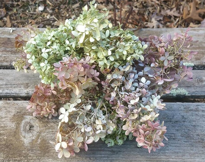 Dried Hydrangea Flowers 6 Stems limelight Green, Rose, Cream, Wedding ...