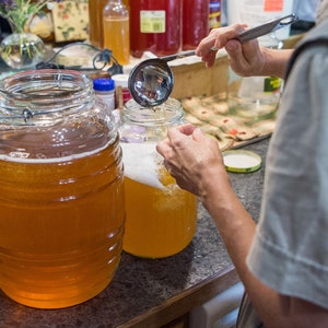 Kombucha Tea Scoby*mother*with Starter Tea-quart or Gallon - Etsy