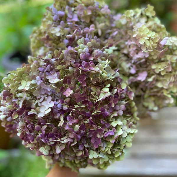 Dried Hydrangea - Etsy