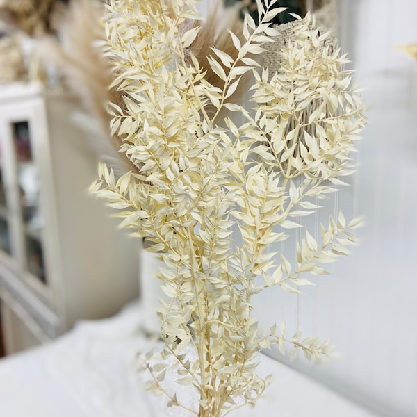 Ruscus Preserved - Etsy