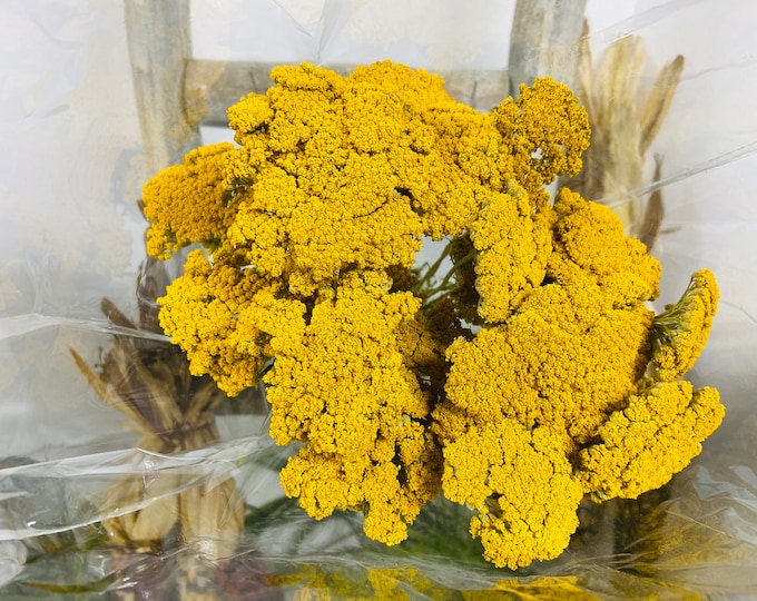 Dried Gold Yarrow Dried Yellow Yarrow Bunch Gold Flowers - Etsy
