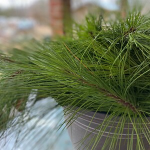 PREORDER: Fresh Cut White Pine, Cuttings and Branches- From Amherst ...