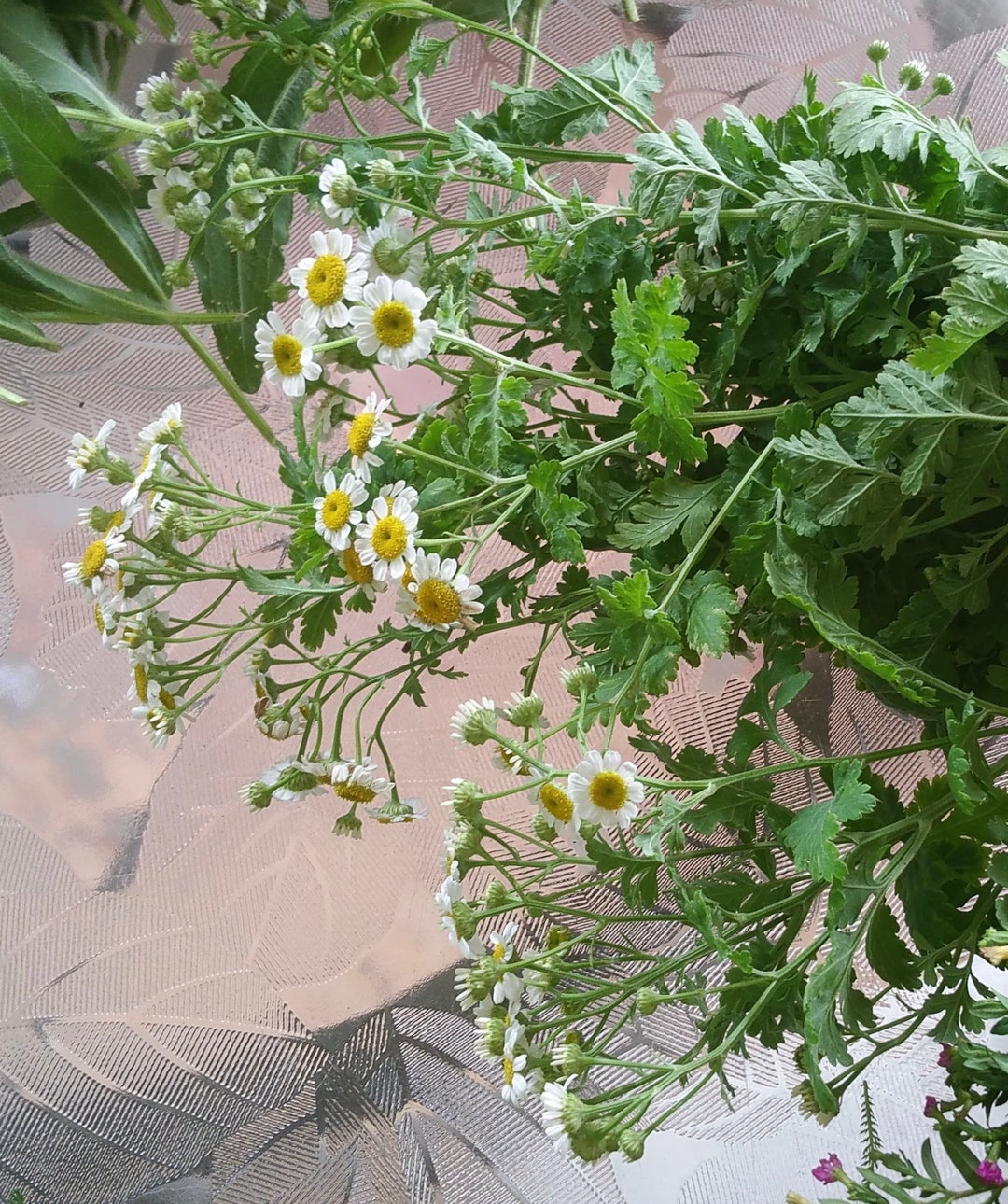 Bunch of Dried Feverfew | Amherst County, VA | All Natural - Etsy