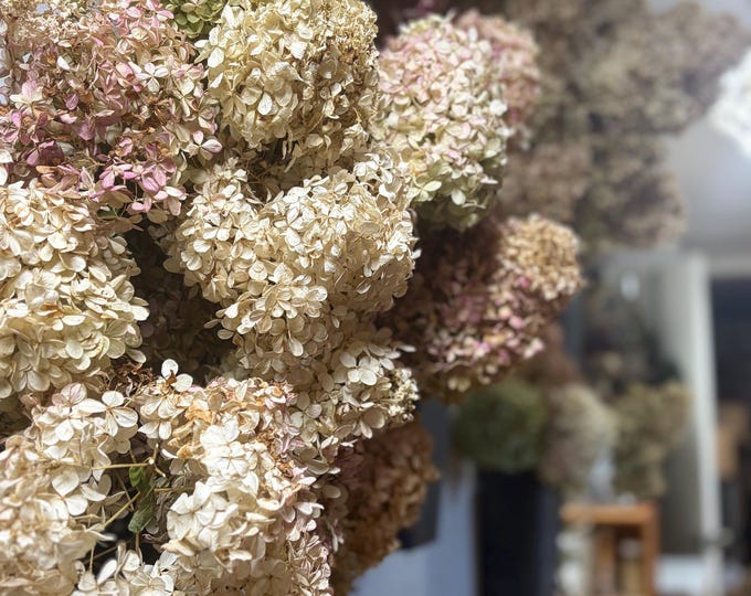 Dried Hydrangea Stems | Paniculata Blooms | Large to Medium to Large ...
