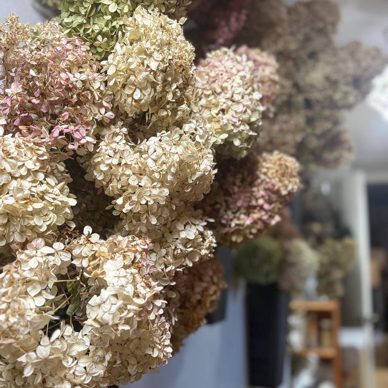 Dried Hydrangea Autumn - Etsy