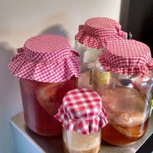 Kombucha Tea Scoby*mother*with Starter Tea-quart or Gallon - Etsy