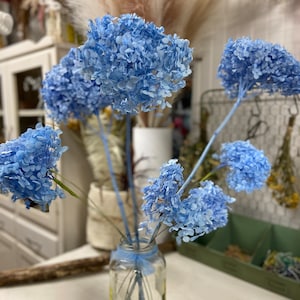 Preserved Nikko Blue Hydrangea Steyermarkii - Imported: You Choose Size ...