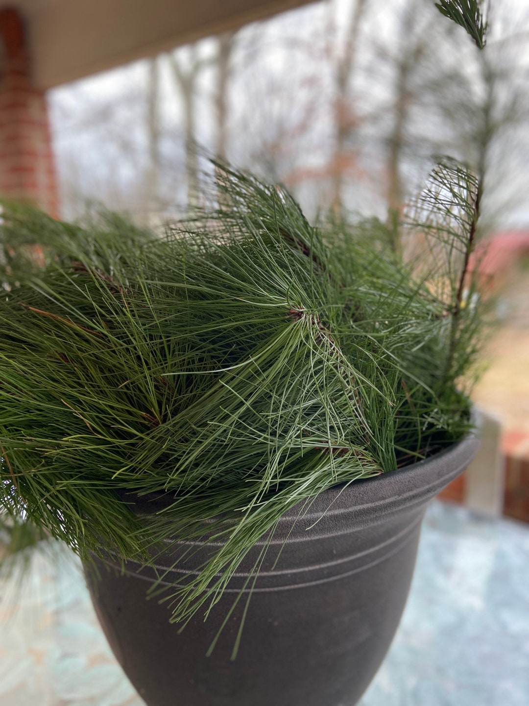 PREORDER: Fresh Cut White Pine, Cuttings and Branches- From Amherst ...