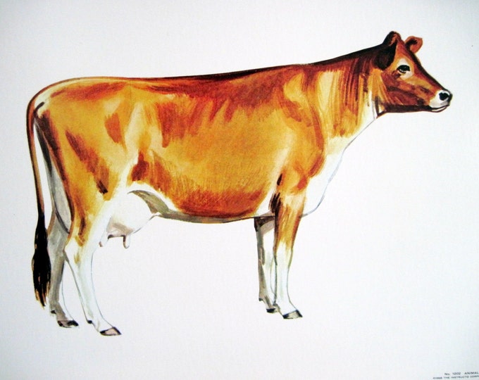 1960s Jersey COW Illustration Poster Vintage HUGE - Etsy