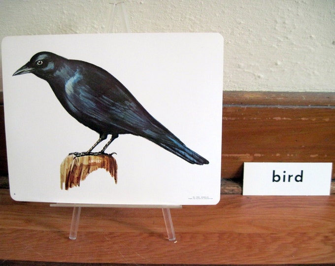 1960s BLACK CROW Illustration Poster - Vintage Extra Large Educational ...