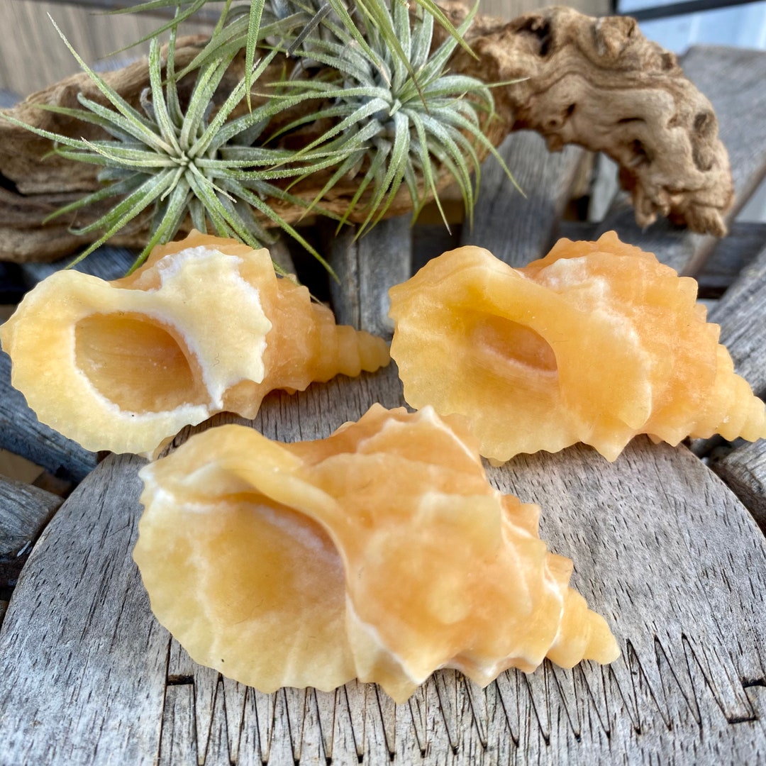 1 Yellow Calcite Shell Crystal Carving Solar Plexus Sacral Chakra ...