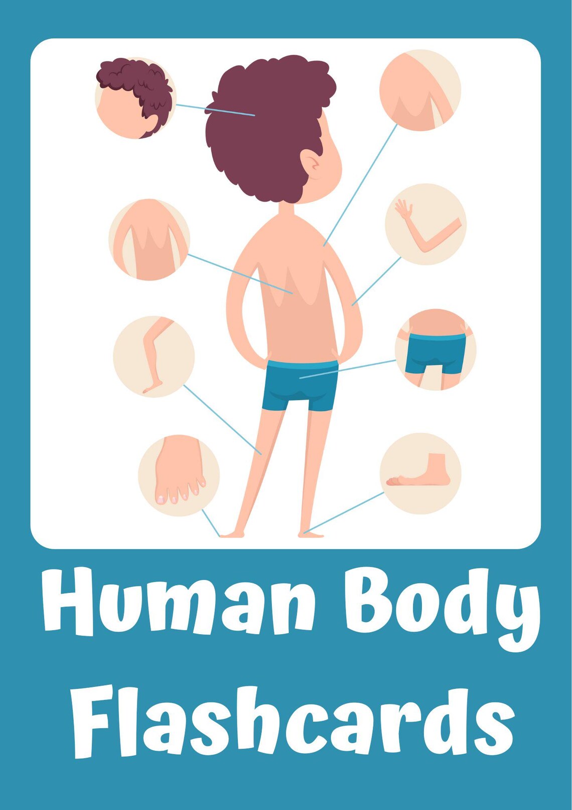 Interactive Human Body Flashcards – Engaging Educational Tool for Kids ...