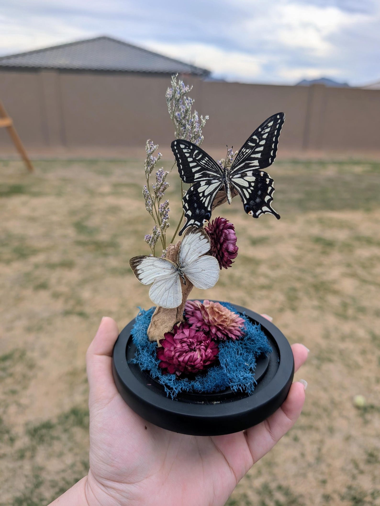 Real Butterfly in Glass Dome - Etsy