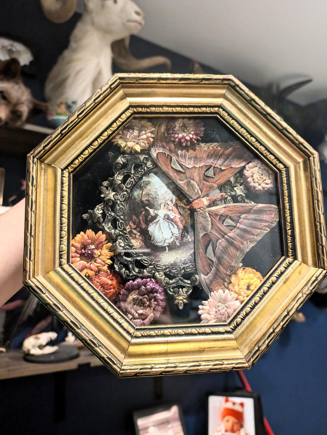 Atlas Moth in Frame - Etsy