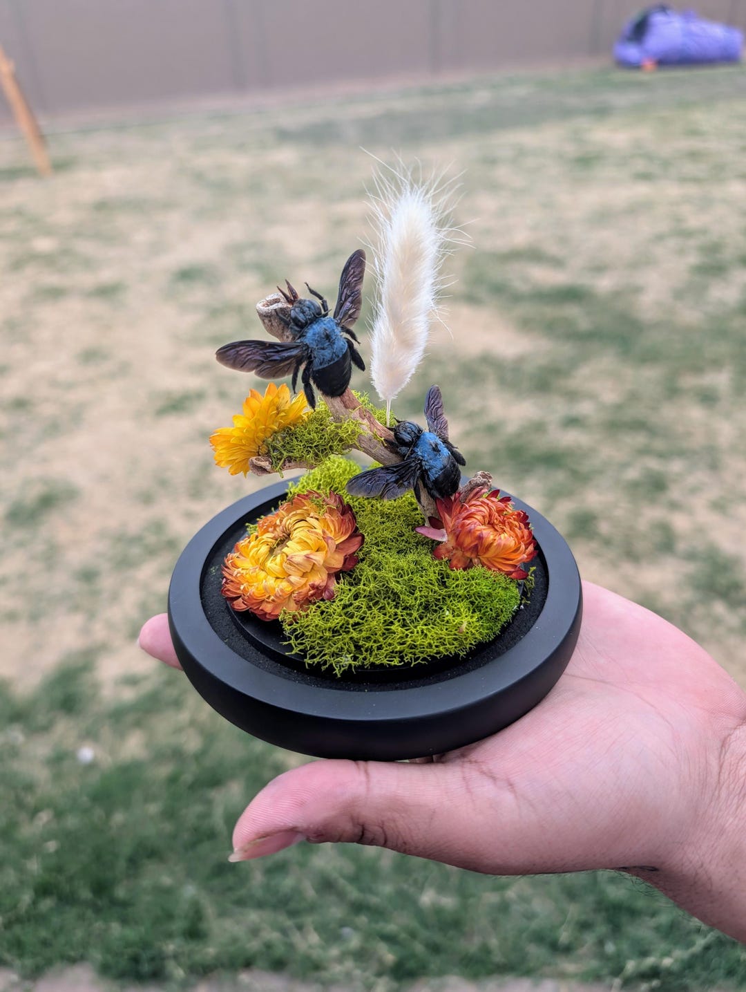 Real Insect Blue Carpenter Bees in Glass Dome - Etsy