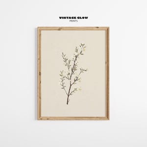 Antique Manuka Plant Print | Vintage Botanical Art (digital Download ...