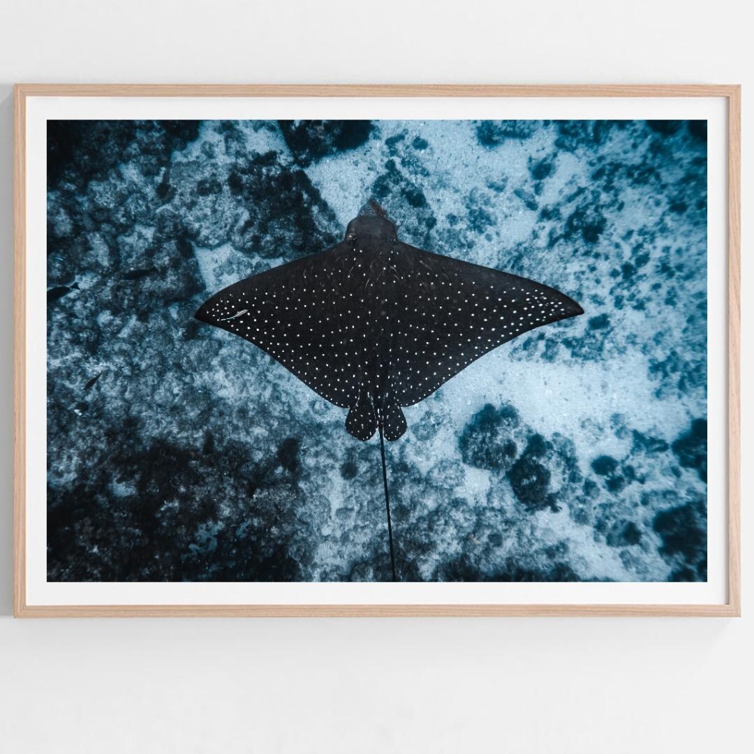 Submerged Starlight | Spotted Eagle Ray | Byron Bay, Underwater ...