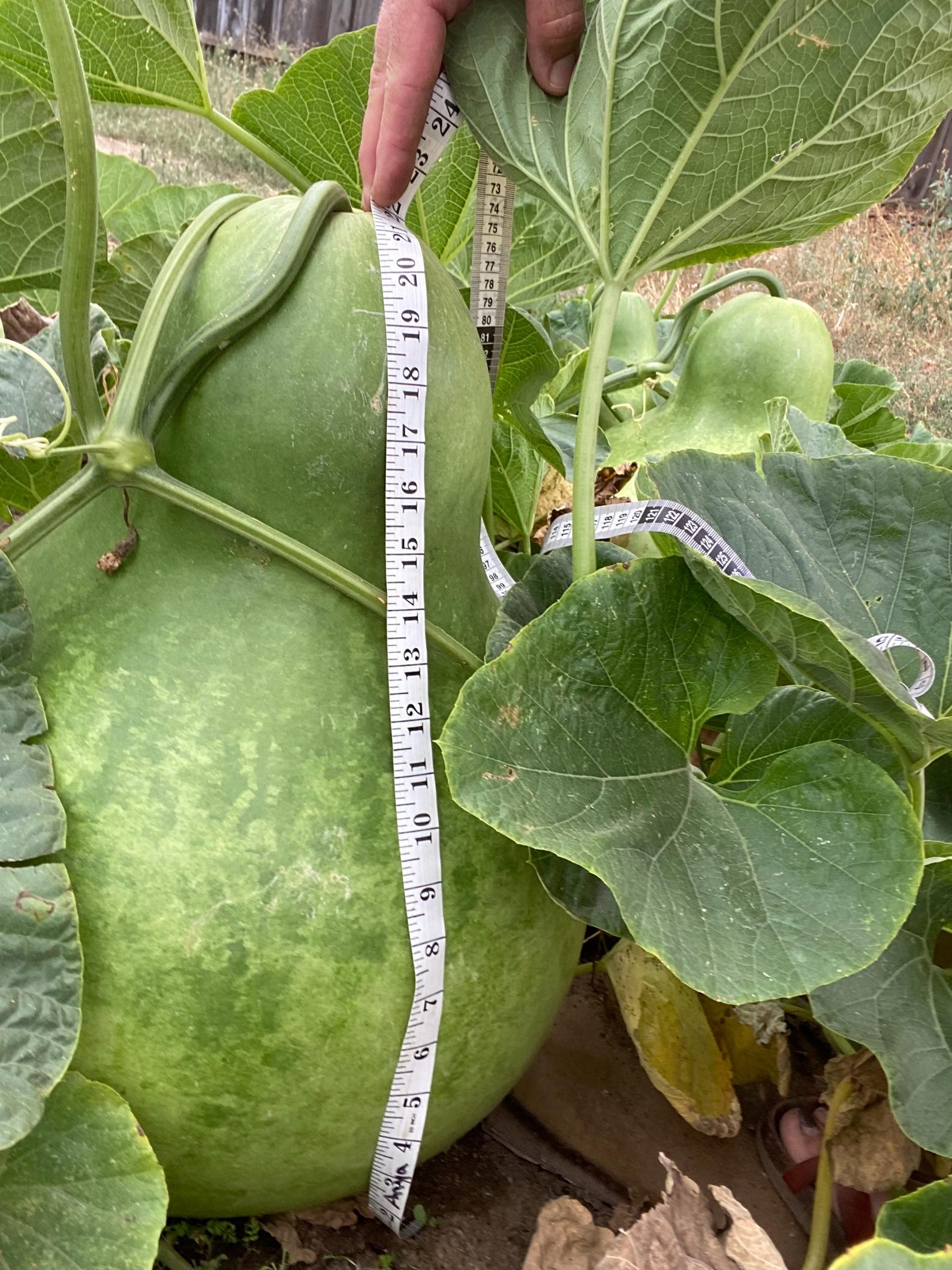 African Wine Kettle Gourd Seed, 5 Seeds - Etsy